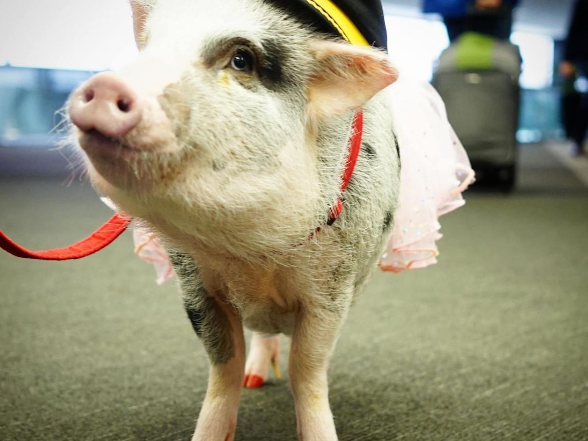 Therapy Pig at San Francisco Airport