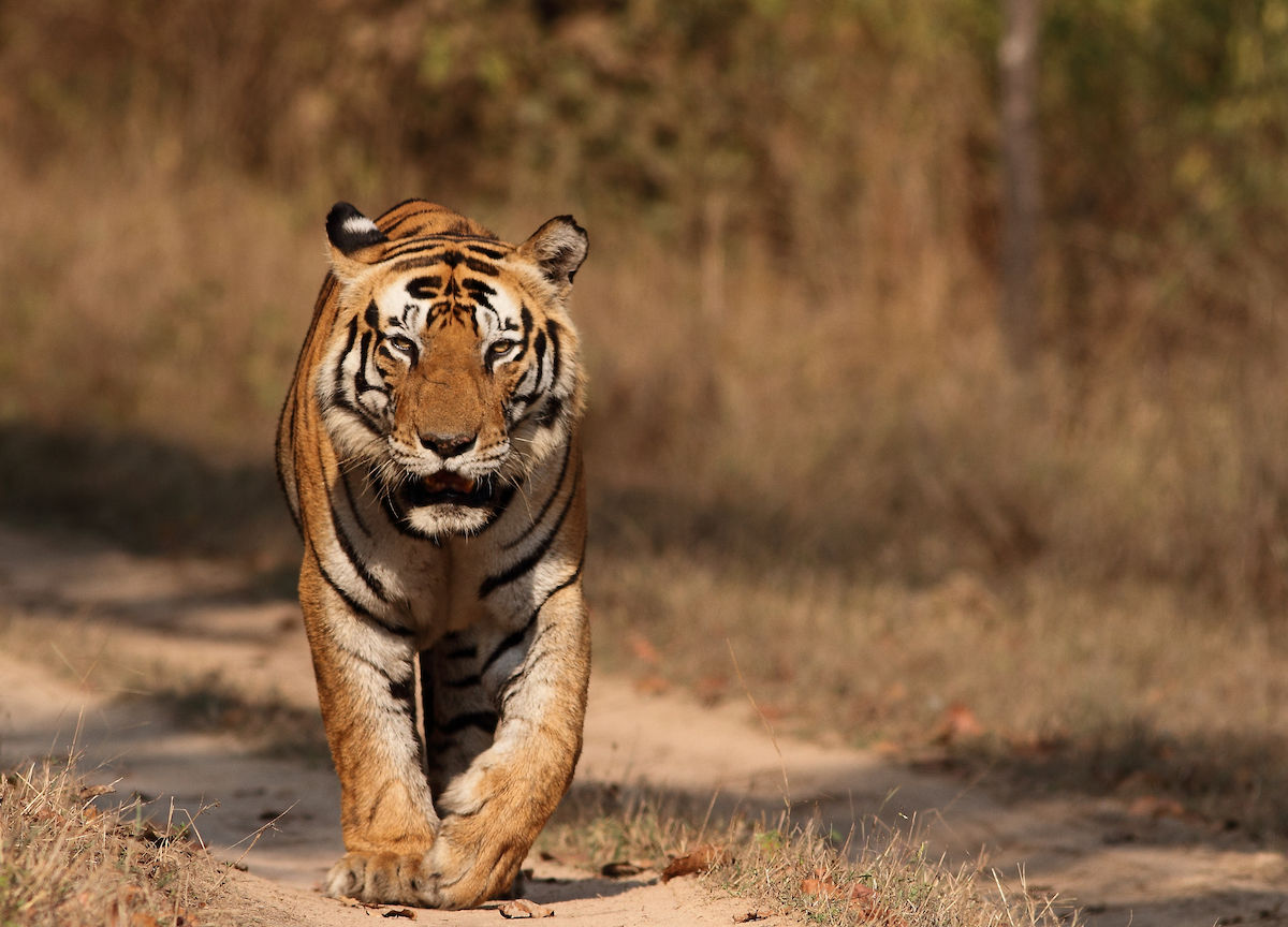 How to Adopt a Tiger, or a Lesson in Indian Bureaucracy