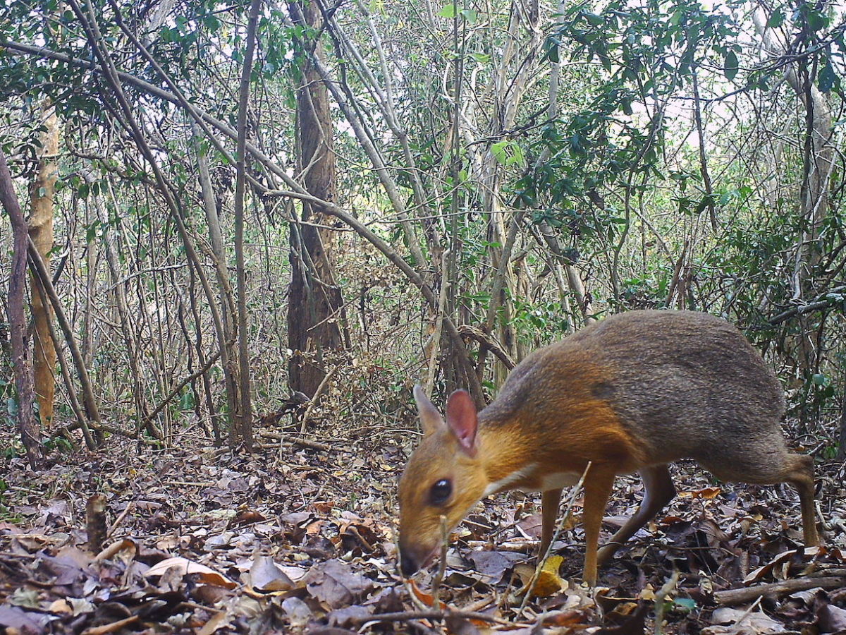 Vietnamese Mouse-Deer Species Found in Vietnam