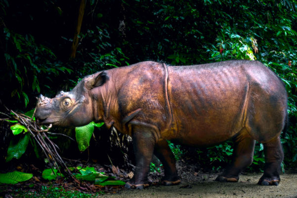 Last Sumatran Rhino in Malaysia Dies