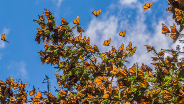 How to See the Monarch Butterfly Migration in Mexico