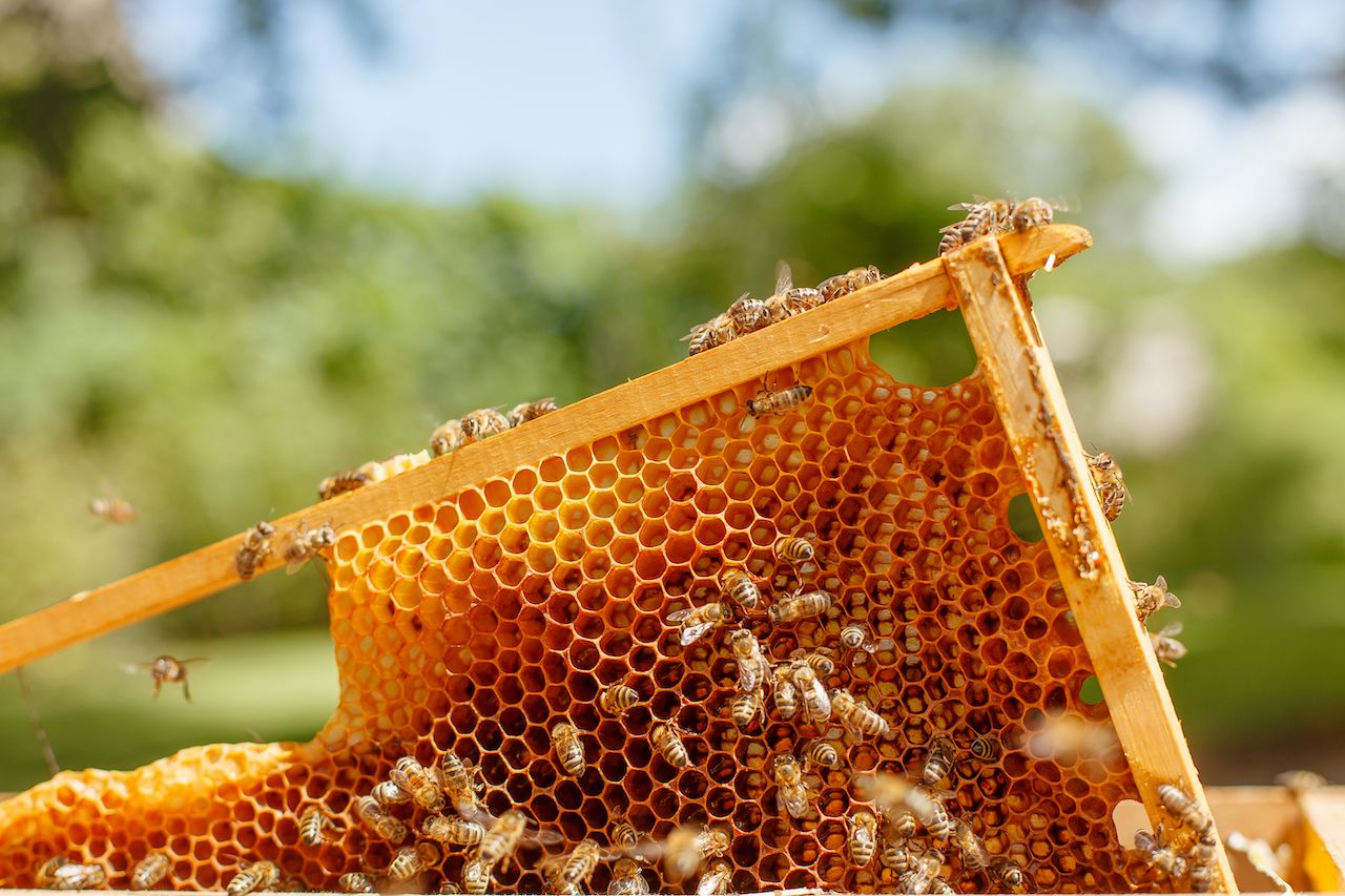 Is Almond Milk Killing Bees? Learn Why and How to Choose Bee-Friendly Milk