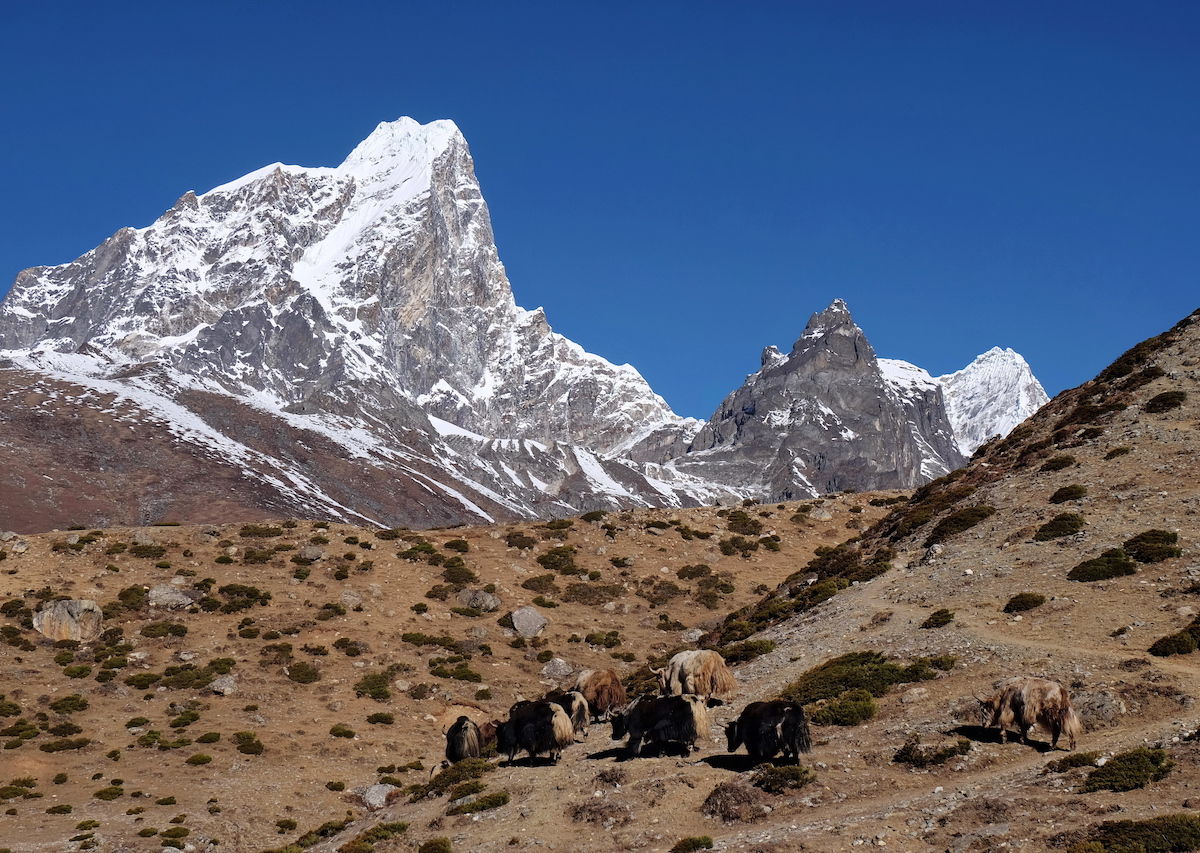 More Vegetation Around Mount Everest
