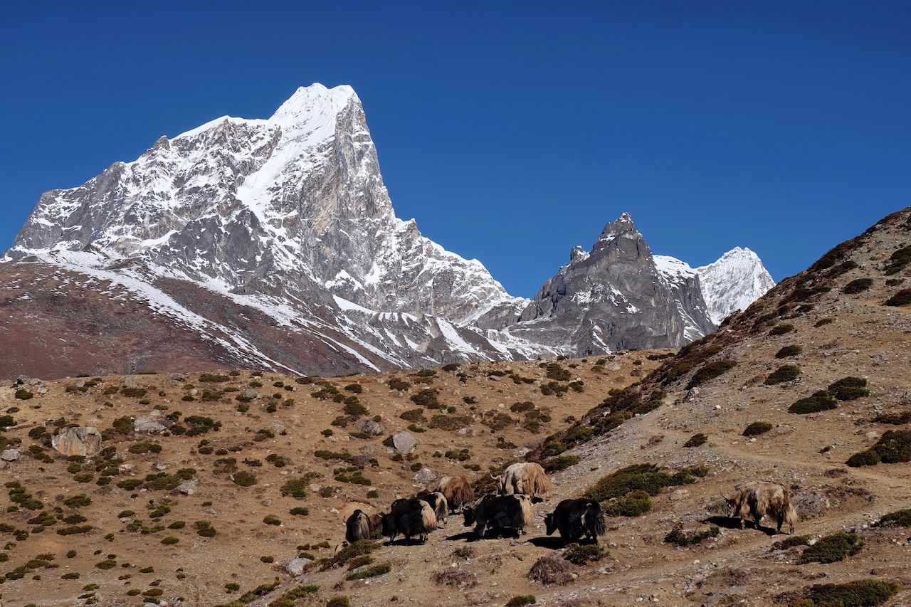 More Vegetation Around Mount Everest