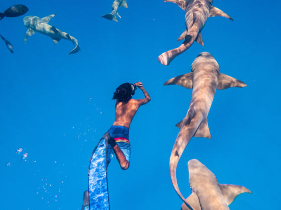 Best Wildlife Experiences in the Maldives