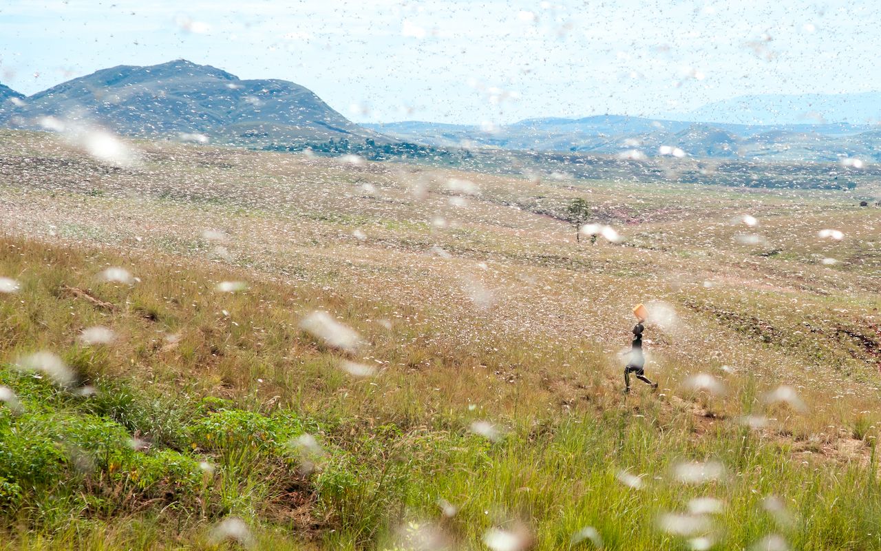 East Africa Locust Swarm
