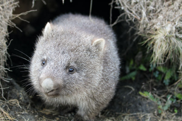 Wombats are sheltering wildlife from the Australian fires