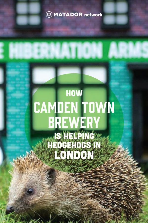 Tiny Hedgehog Pubs Created by Camden Town Brewery