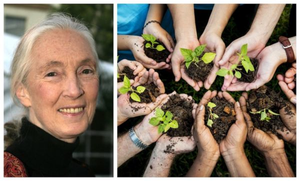 Jane Goodall to Plant Five Million Trees in 2020
