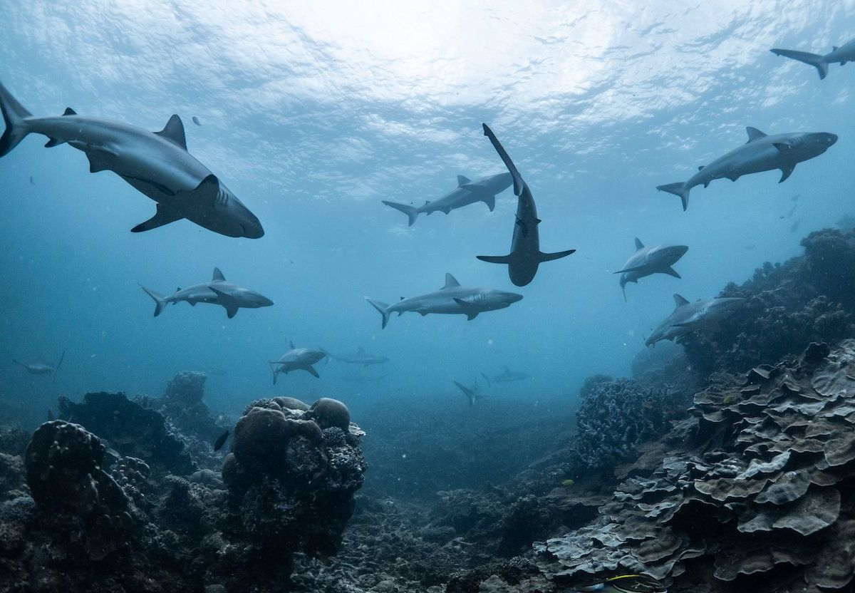 Shark Finning Is Wrong, Help Stop It