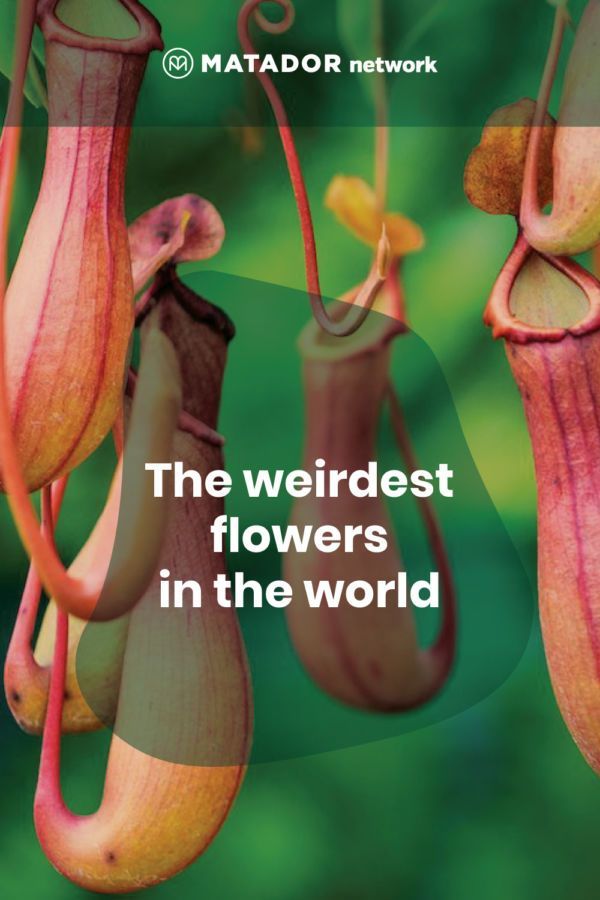 Weirdest Flowers Around the World