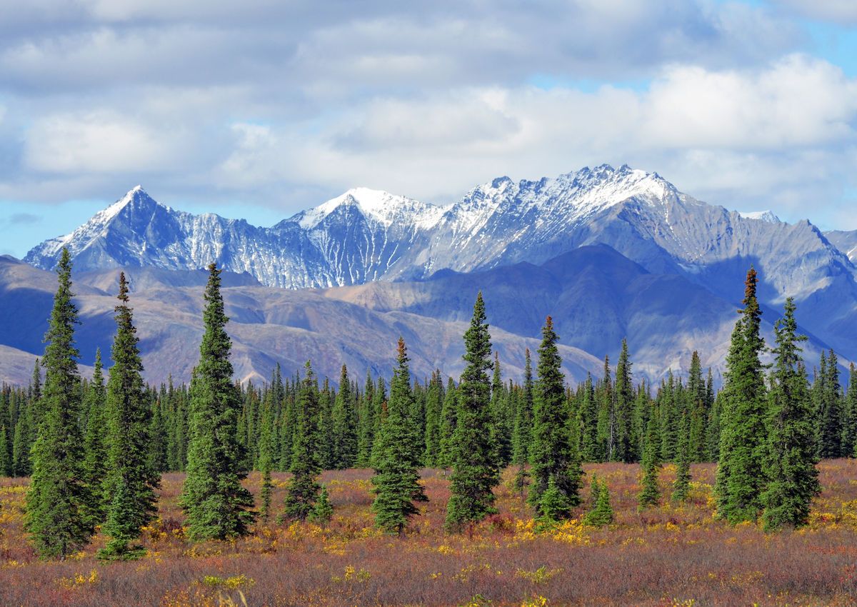 How to Spend One Day in Denali National Park in the Wilderness