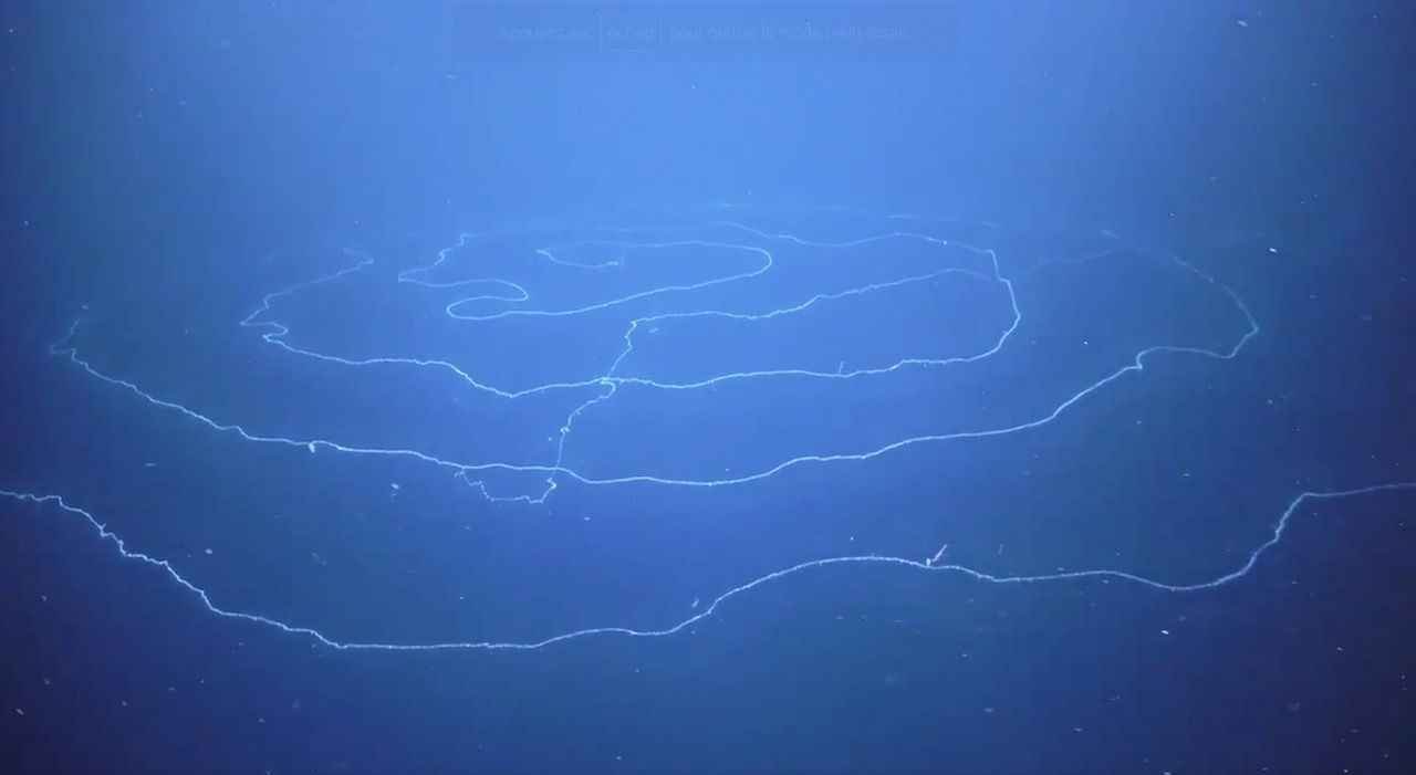 String-Like Creature Spotted in Indian Ocean