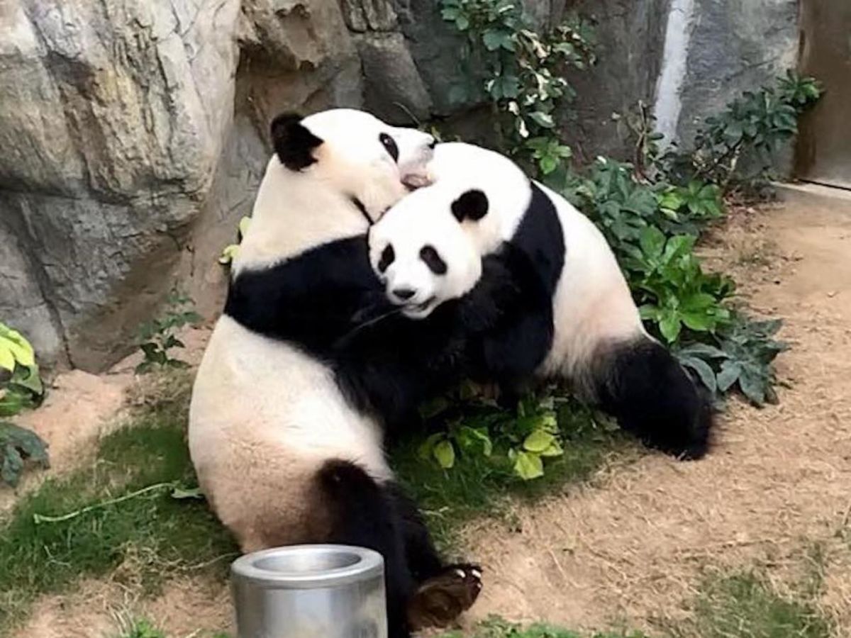 Pandas Successfully Mates for the First Time in 13 Years
