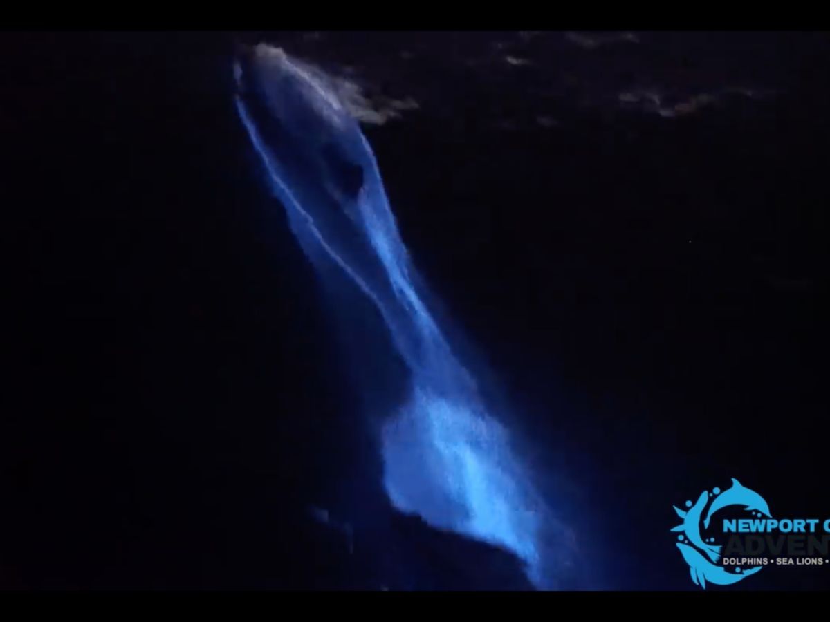 Bioluminescence and Dolphins in Newport Beach, California