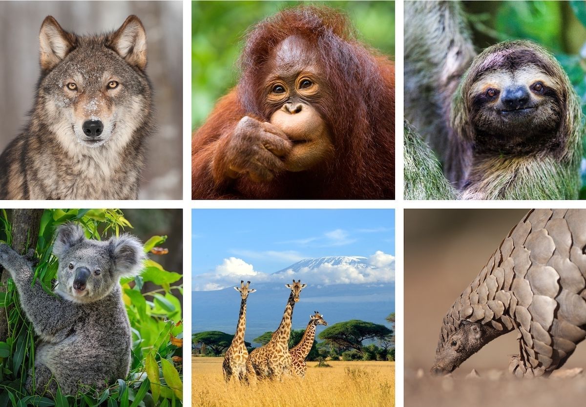 The New Big 5 of Wildlife