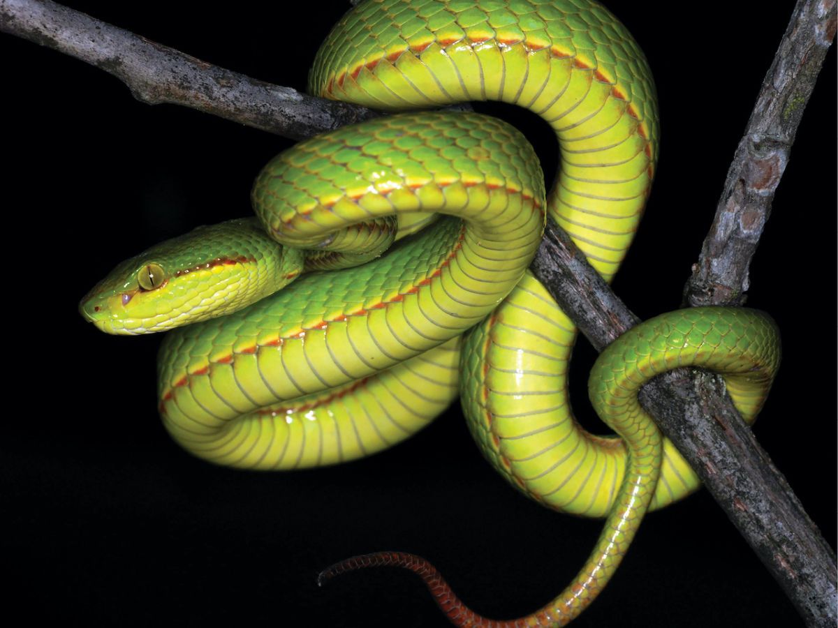 Scientists Name New Species of Viper After Salazar Slytherin