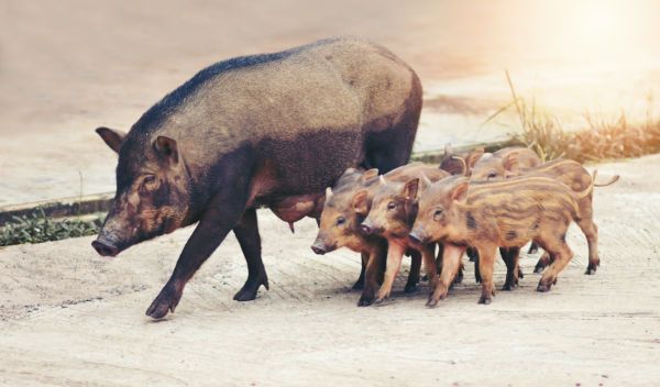 Wild Boars in Haifa, Israel