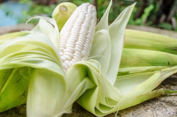 How the Iroquois White Corn Project Brings Traditional Ingredients to ...