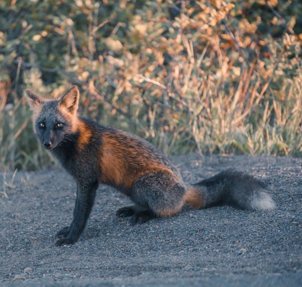 Check Out This Outstanding Photographs of Cross Fox (A.k.a. Melanistic Fox)
