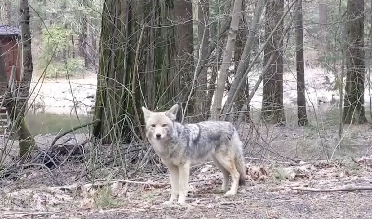 Yosemite Video of Park Full of Animals