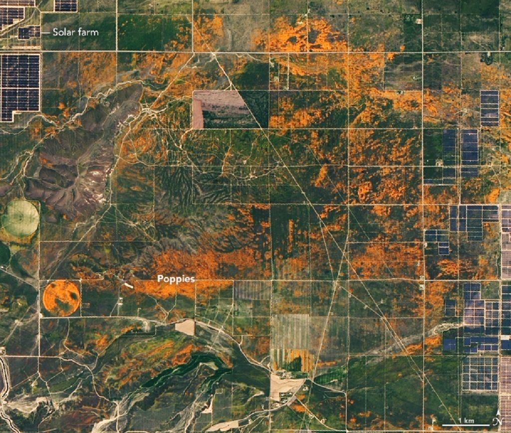 NASA Captured California's Poppy Bloom From Space