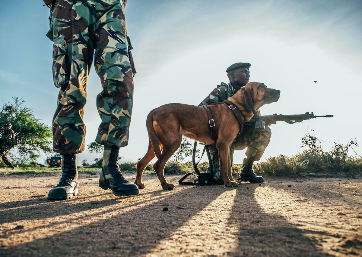 Pack of Bloodhounds Protects Endangered Wildlife From Poachers