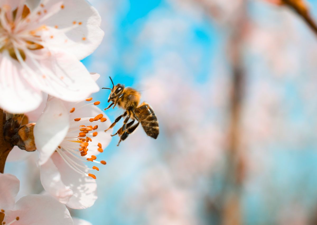 How to Help Save the Bees in the United States