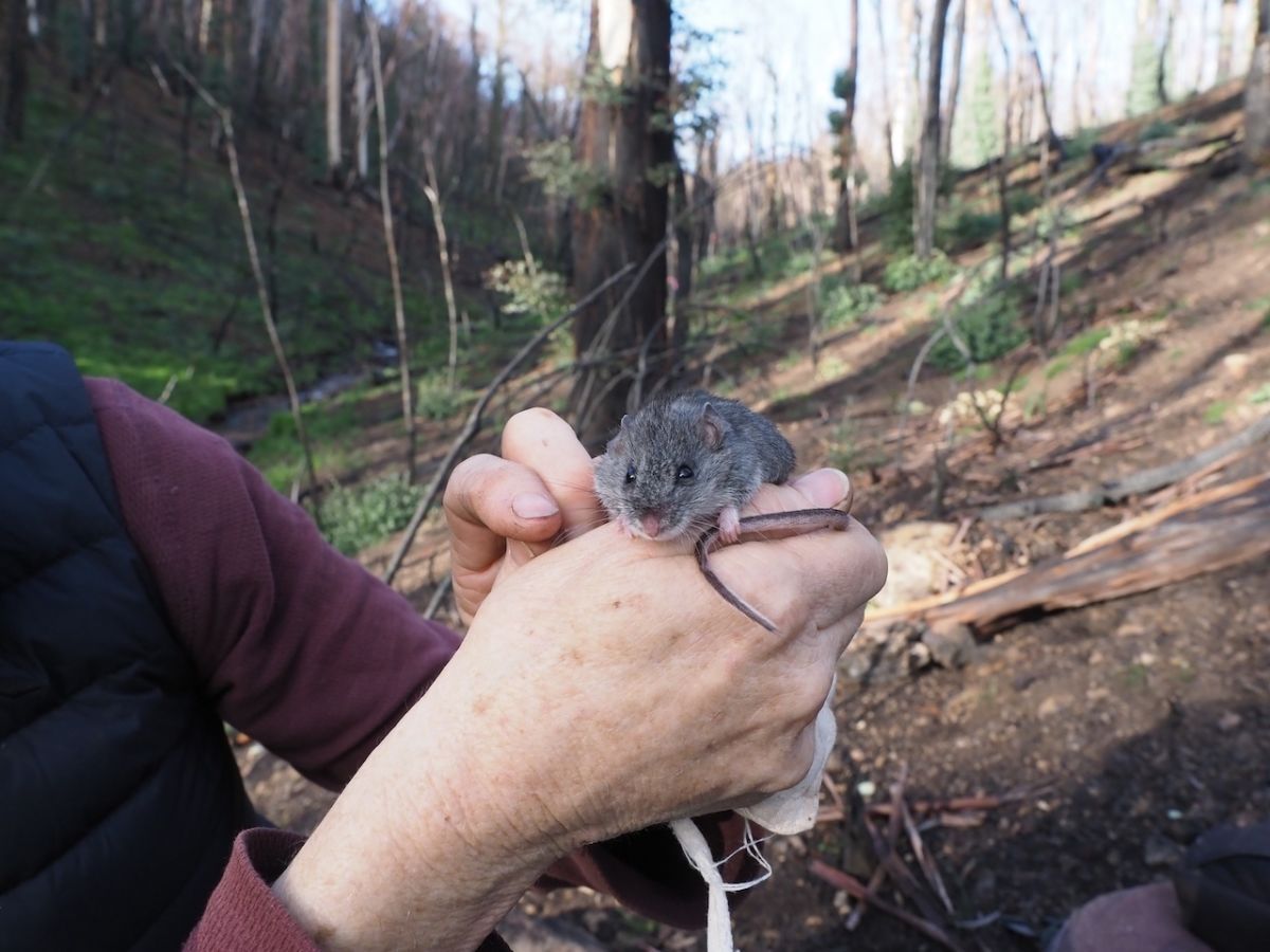 Endangered Smoky Mouse Found Alive in Australia