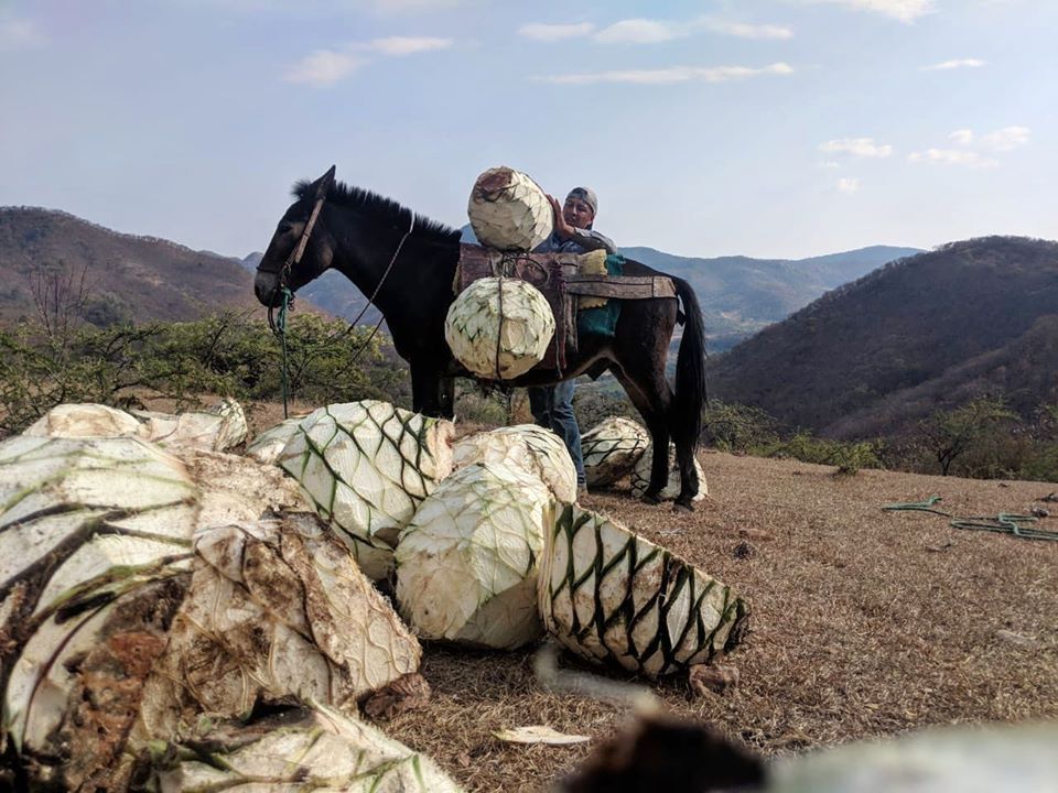 La Luna Brings Michoacán Mezcal to the United States
