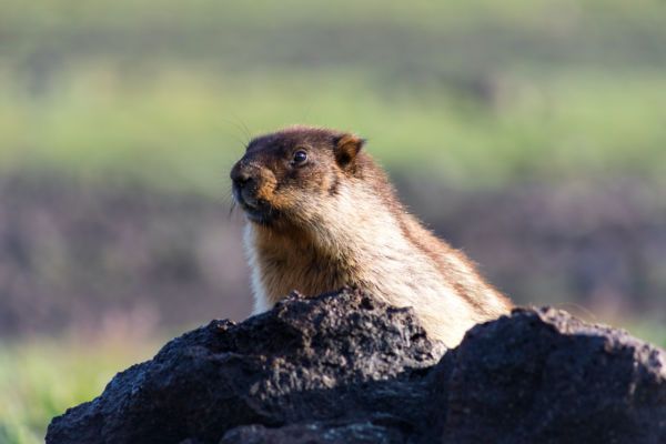 Russia Bans Marmot Hunting After Cases of Bubonic Plague