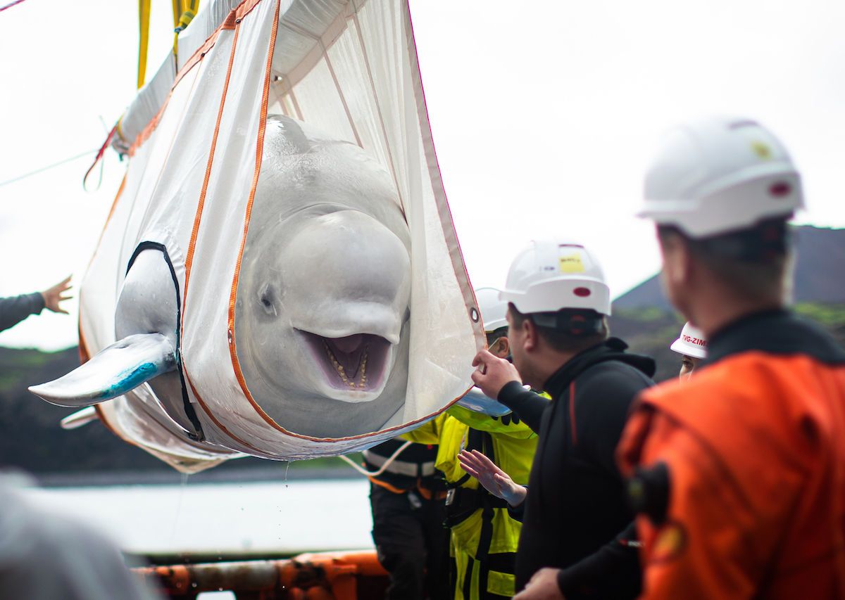 Iceland Releases Two Captive Beluga Whales Into Its Open-Sea Sanctuary
