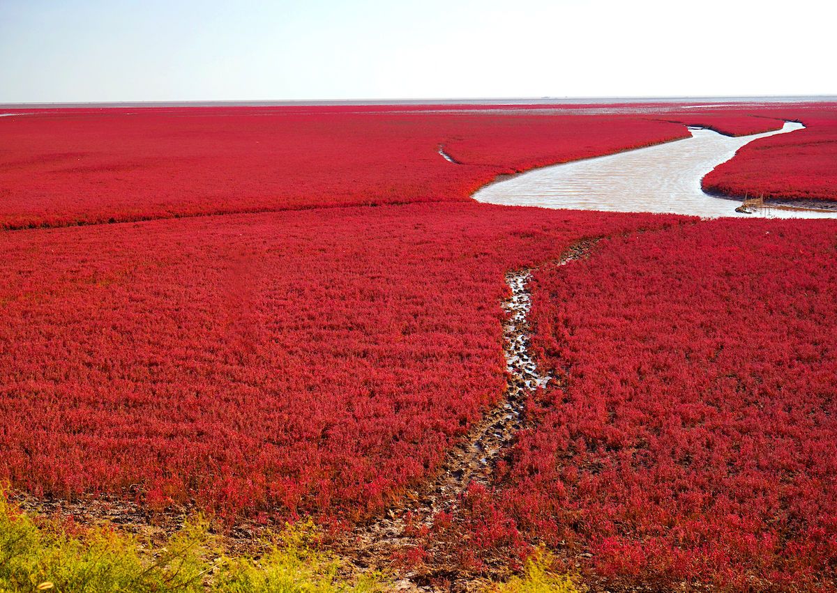 China’s Red Beach Wetland Will Turn Vibrant Red This Fall