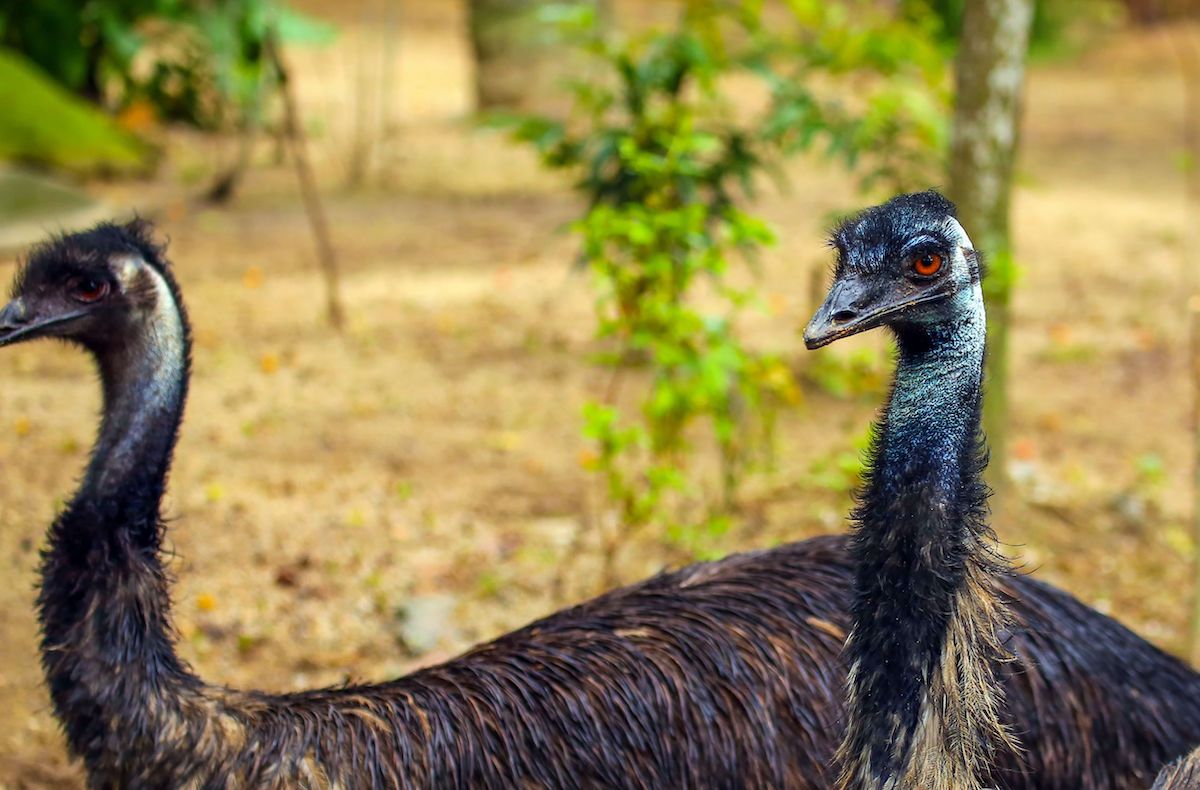 Emus Banned From Australian Hotel