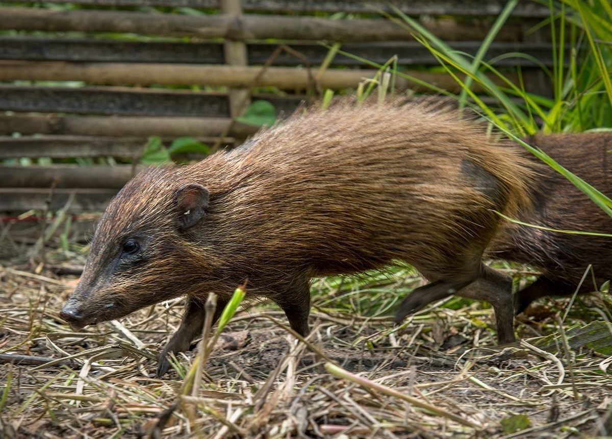 Pygmy Hogs Are Under Virus Lockdown in India