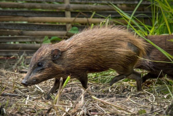 Pygmy Hogs Are Under Virus Lockdown in India