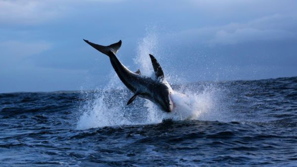 Why Shark Week on Discovery Channel Is Still Relevant