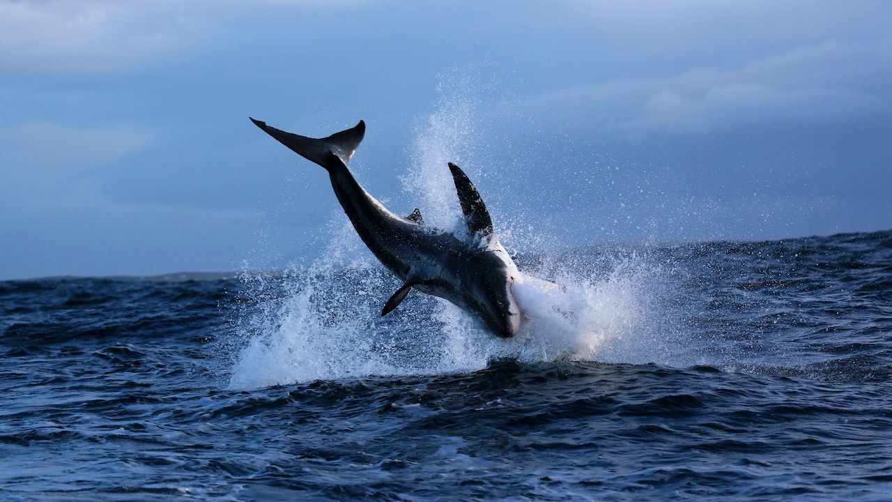 Why Shark Week on Discovery Channel Is Still Relevant