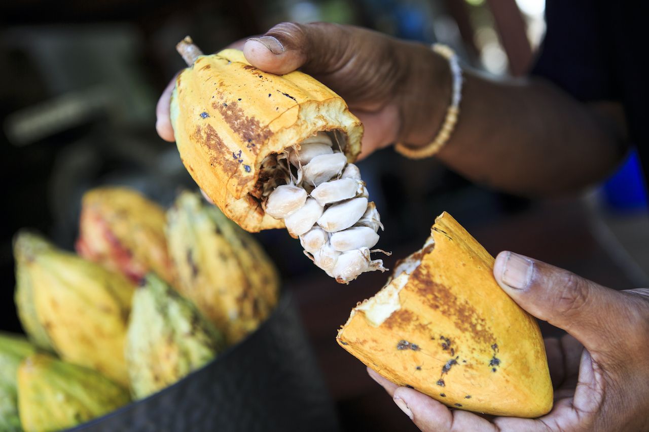 How Climate Change Impacts Cacao and Chocolate
