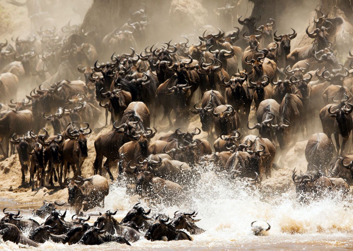 Where and When to See Animal Migrations End of Year