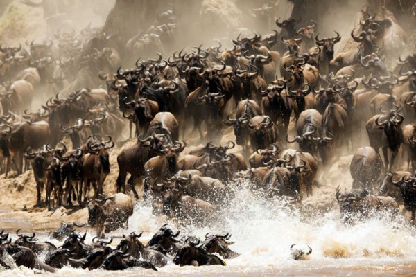 Where and When to See Animal Migrations End of Year