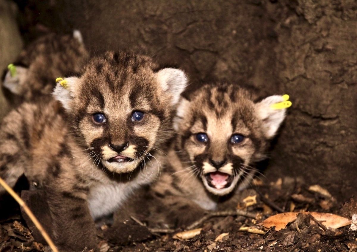 Santa Monica’s Mountain Lion Kitten Boom