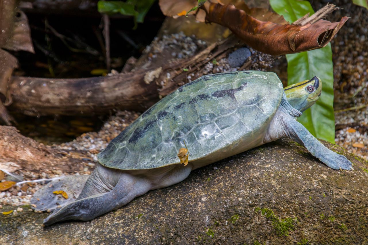 Burmese Roofed Turtles Back From Extinction in Myanmar