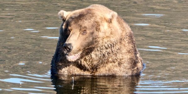 Bear 480 Wins Katmai National Park's Fat Bear Week