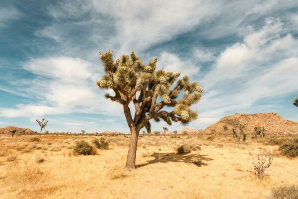 Joshua Trees Granted Endangered Species Protection Because of Climate ...