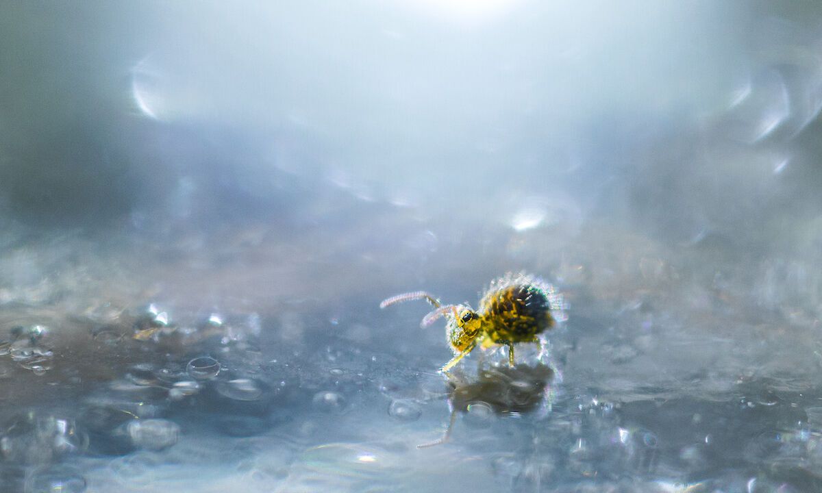 Winners of the 2020 Close-Up Photographer of the Year Competition