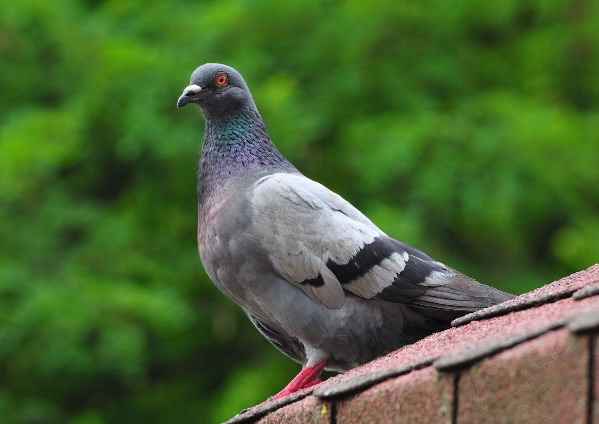 WWI Carrier Pigeon Message Found In France