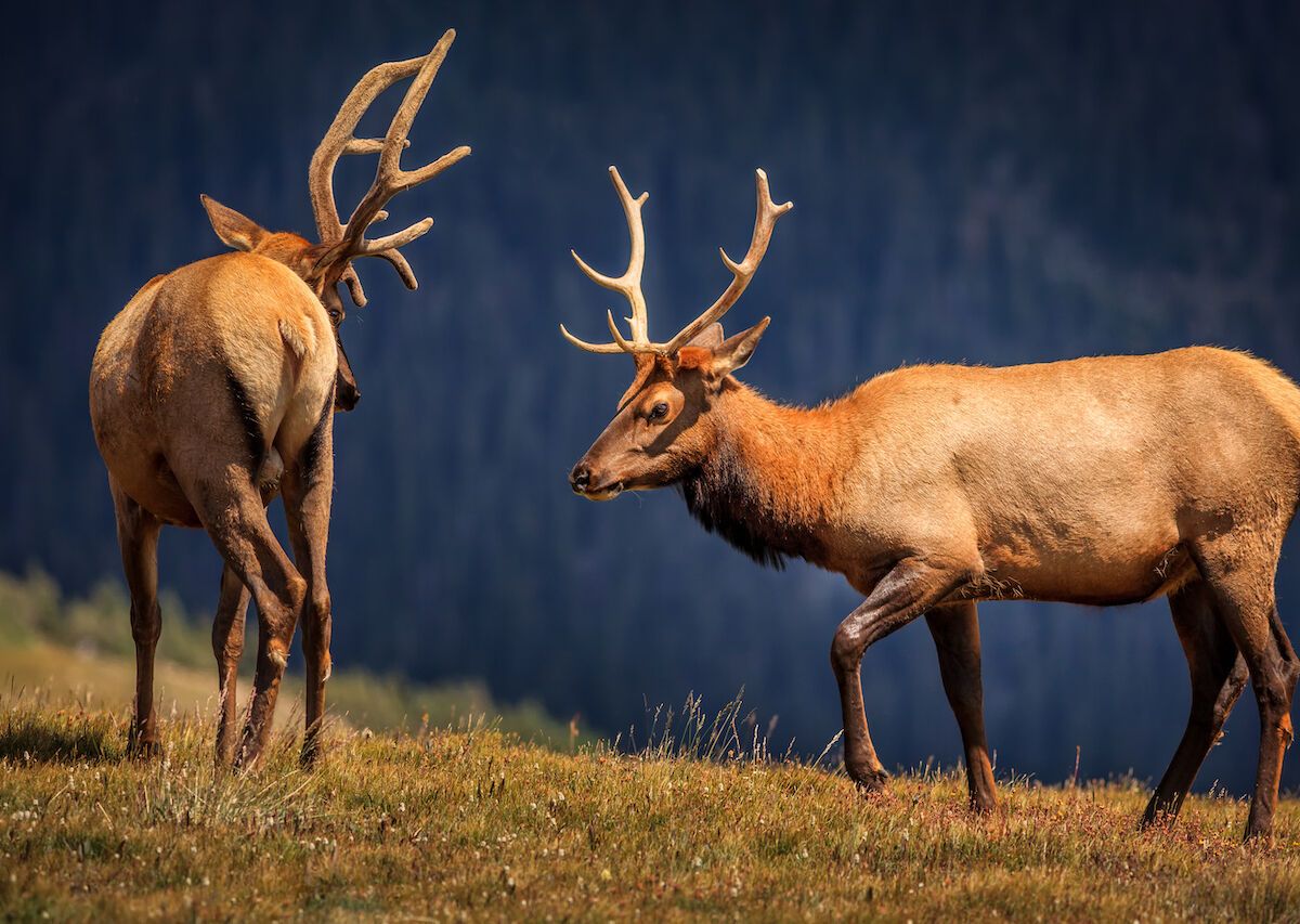 Filling the Freezer: A Greenhorn’s Adventures in Elk Hunting