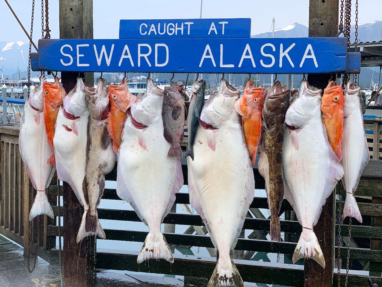 Traditional Alaskan Food and Dishes, From Seafood to Reindeer