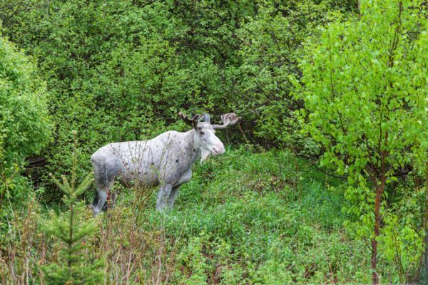 Poachers Kill Rare White Moose in Ontario, Canada